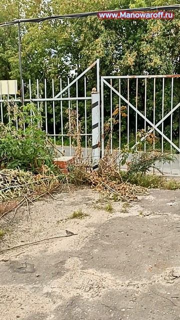 Как быстро растет клен