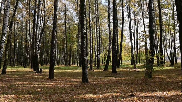 Осень в Туле(1)