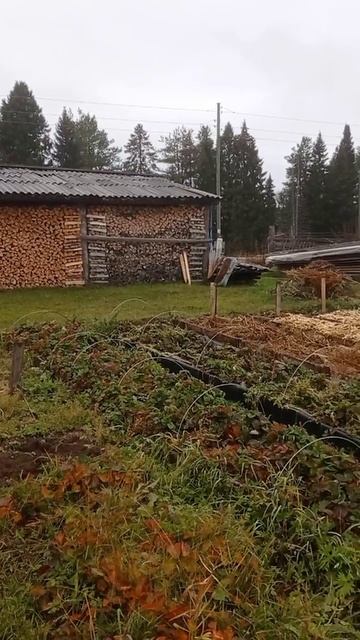 первый снежок