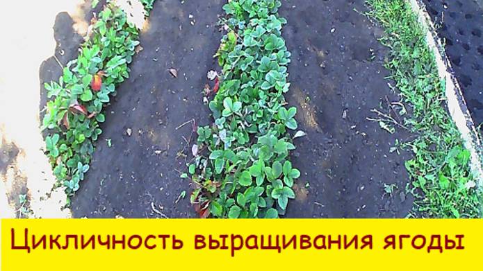Цикличность выращивания ягоды