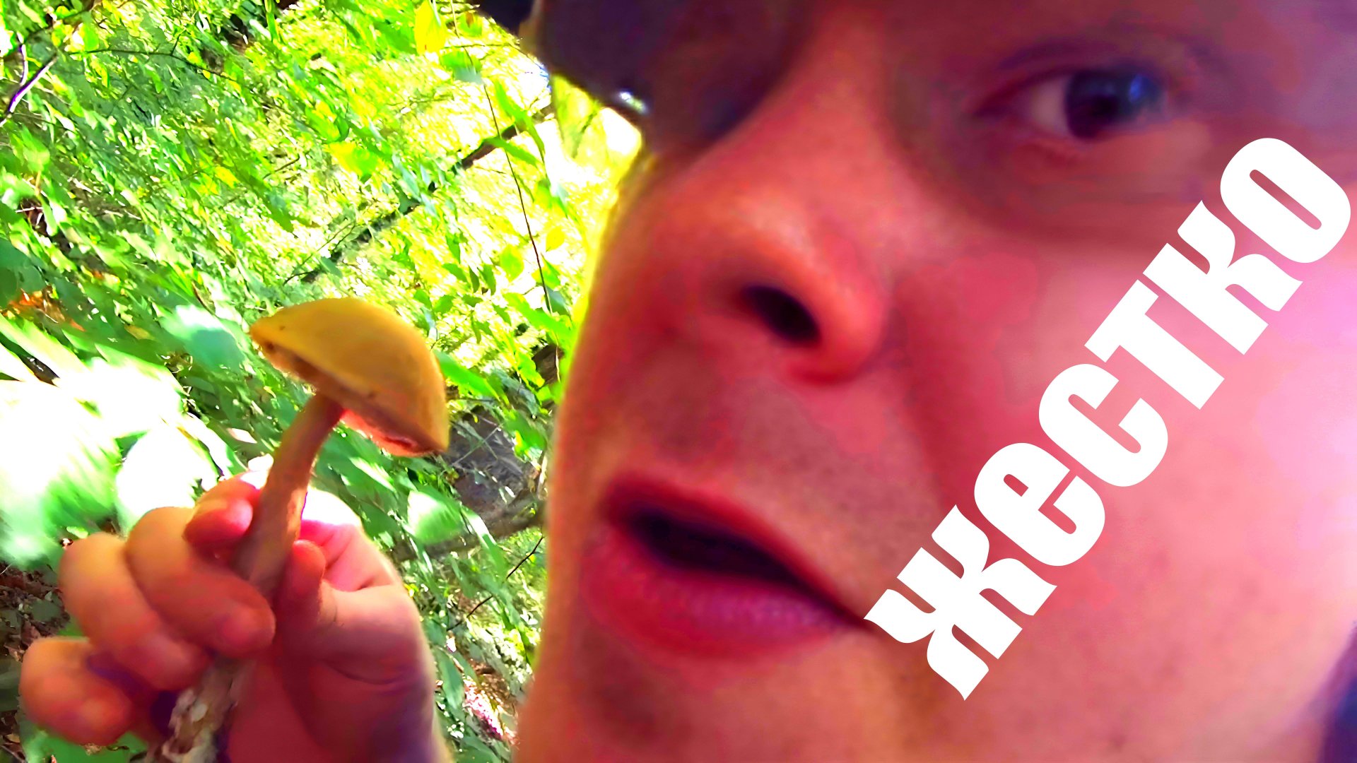 ГРИБНАЯ ОХОТА СОЧИ | МЕДВЕДИ НА ПУТИ | МУХОМОР ЦЕЗАРСКИЙ И ЧЕШУЙЧАТКА ЧЕШУЙЧАТАЯ | ГРИБЫ КАВКАЗА