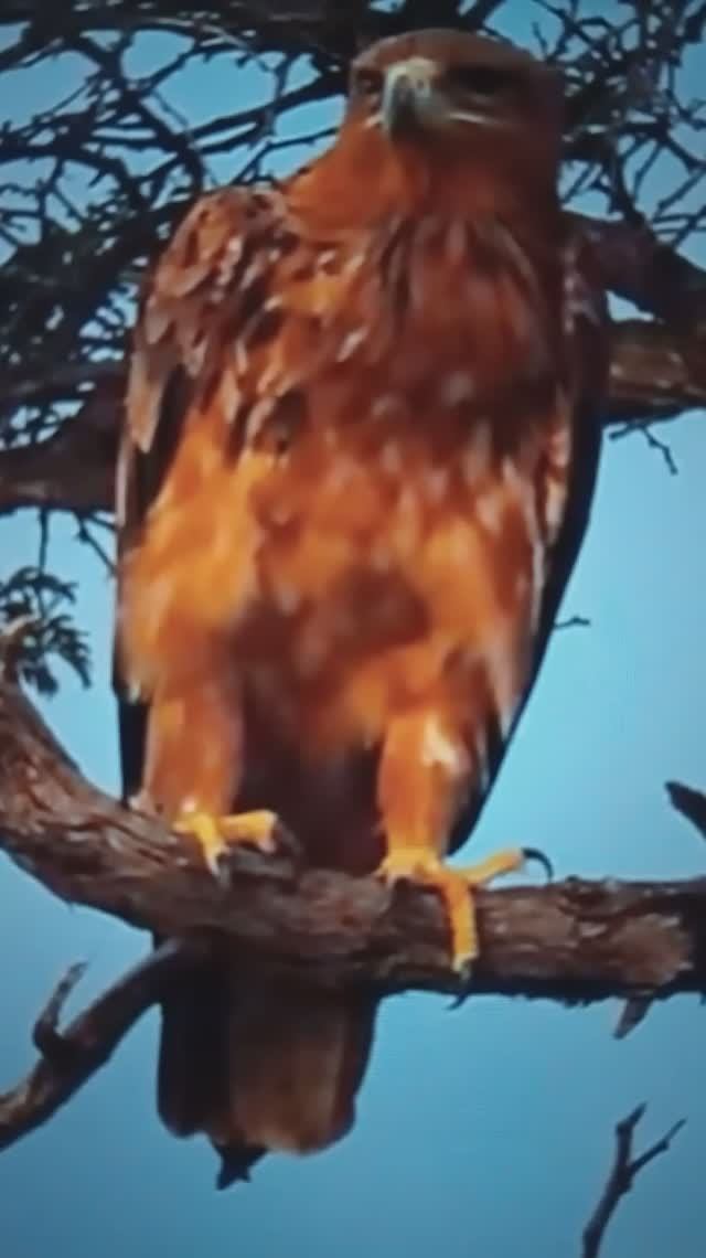 ПЕРНАТЫЕ ХИЩНИКИ охотятся на диких КОШЕК 😯😳