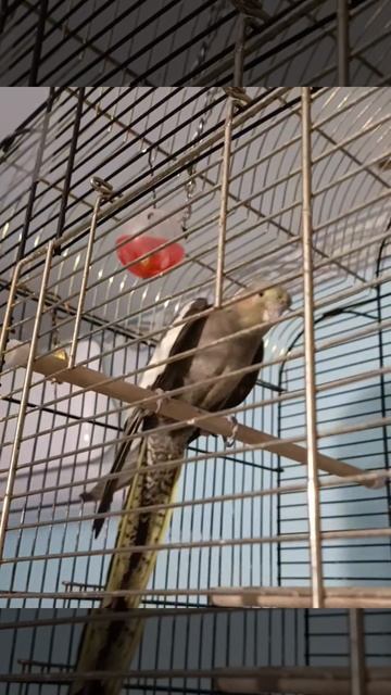 дерется с шариком