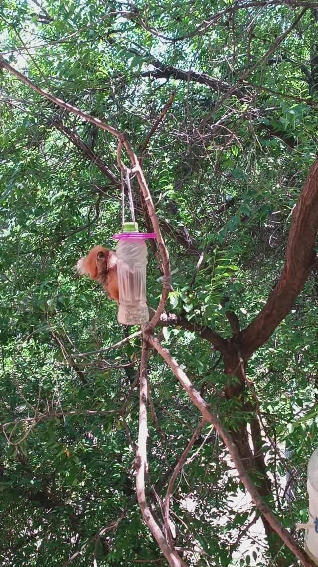 4 октября Всемирный день защиты животных. Мой  очередной ролик о непоседливых соседях - белочках..