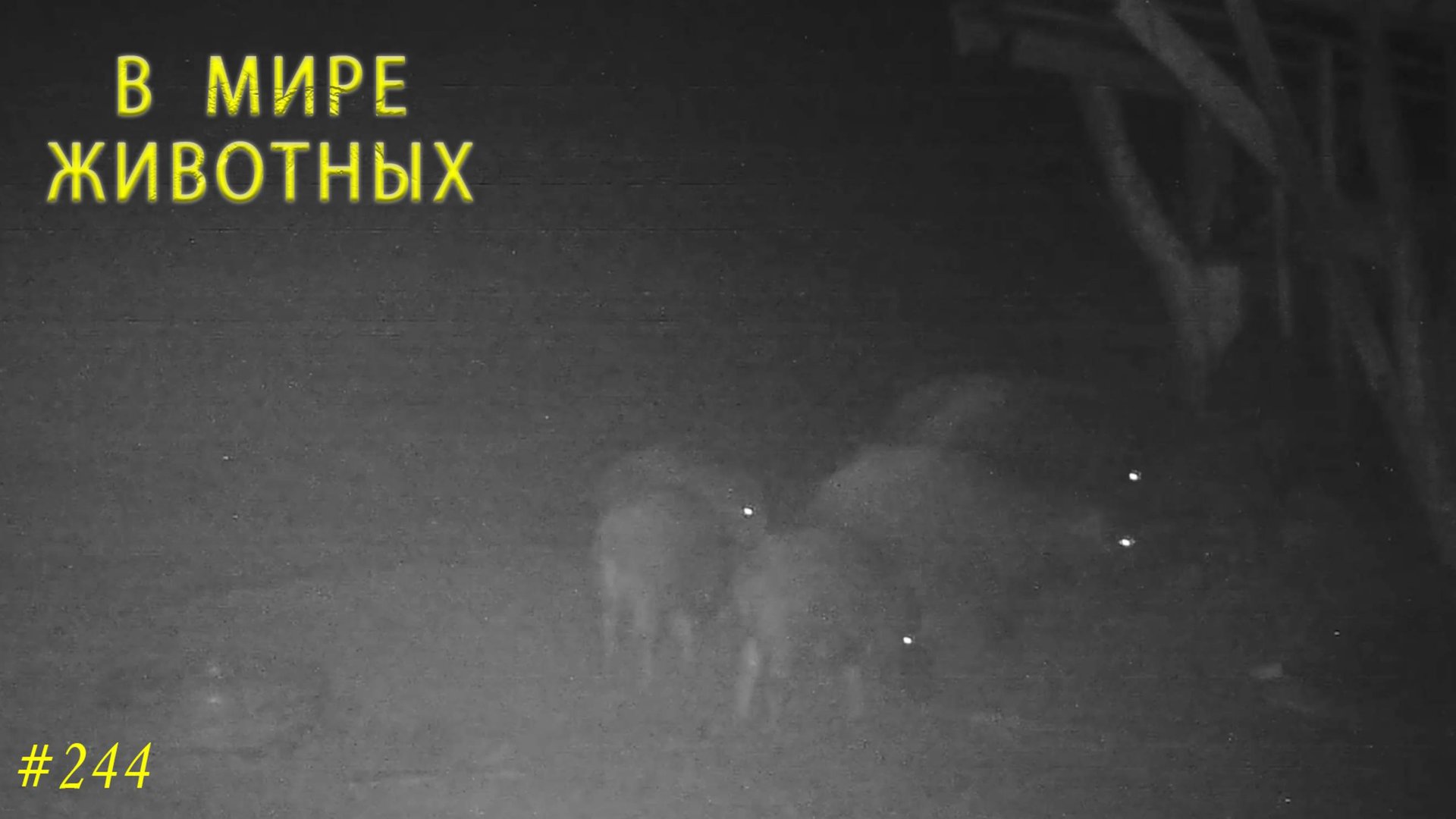 Кабаны обжорствуют: Начамкивают и не уходят с кормушки