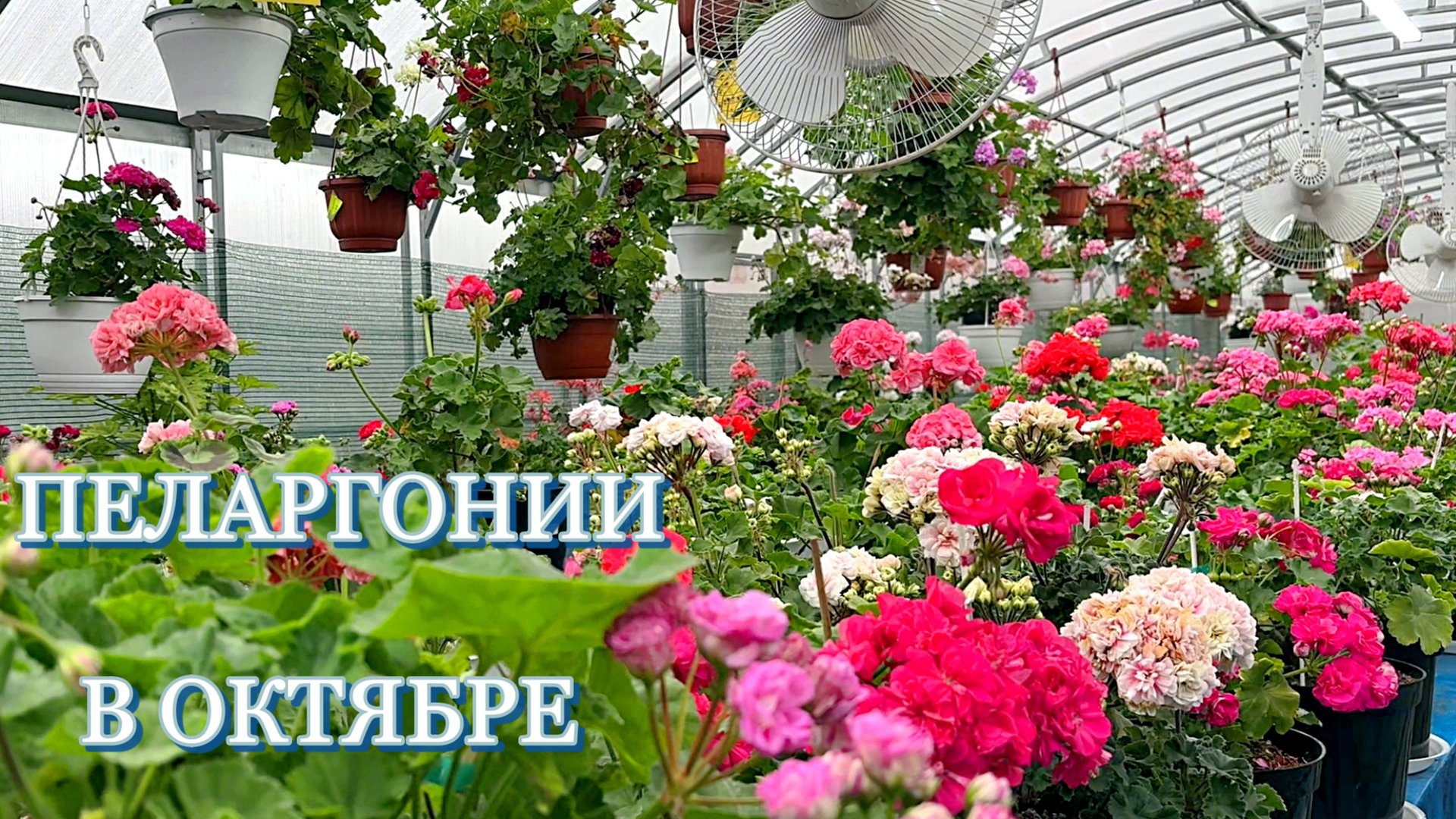 Обзор цветения пеларгоний в октябре. Часть 1.