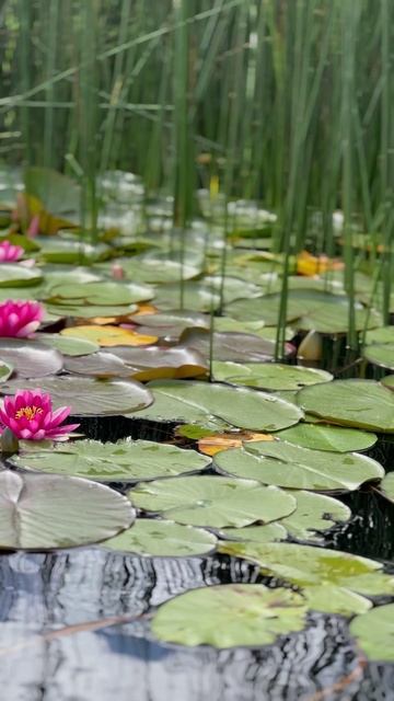 Красивая природа, яркие цветы и тихие всплески воды, что может быть прекрасней.