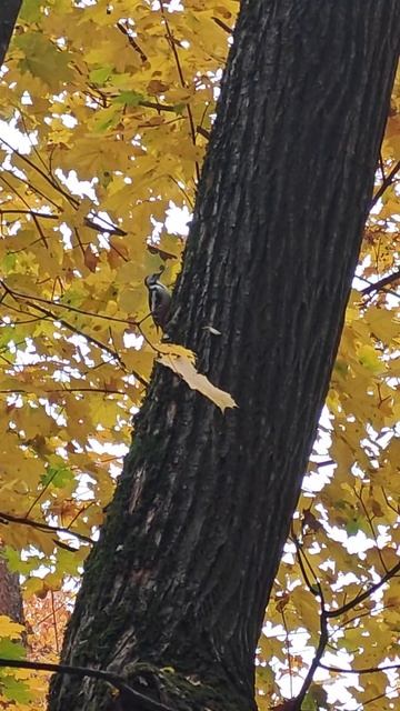 Птичьи радости