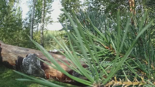 Лесное озеро часть 5 | сентябрь 2025 |