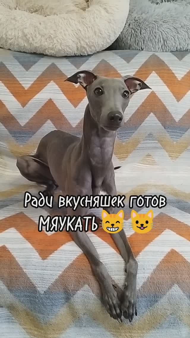 МЯУКАЮЩАЯ ЛЕВРЕТКА.