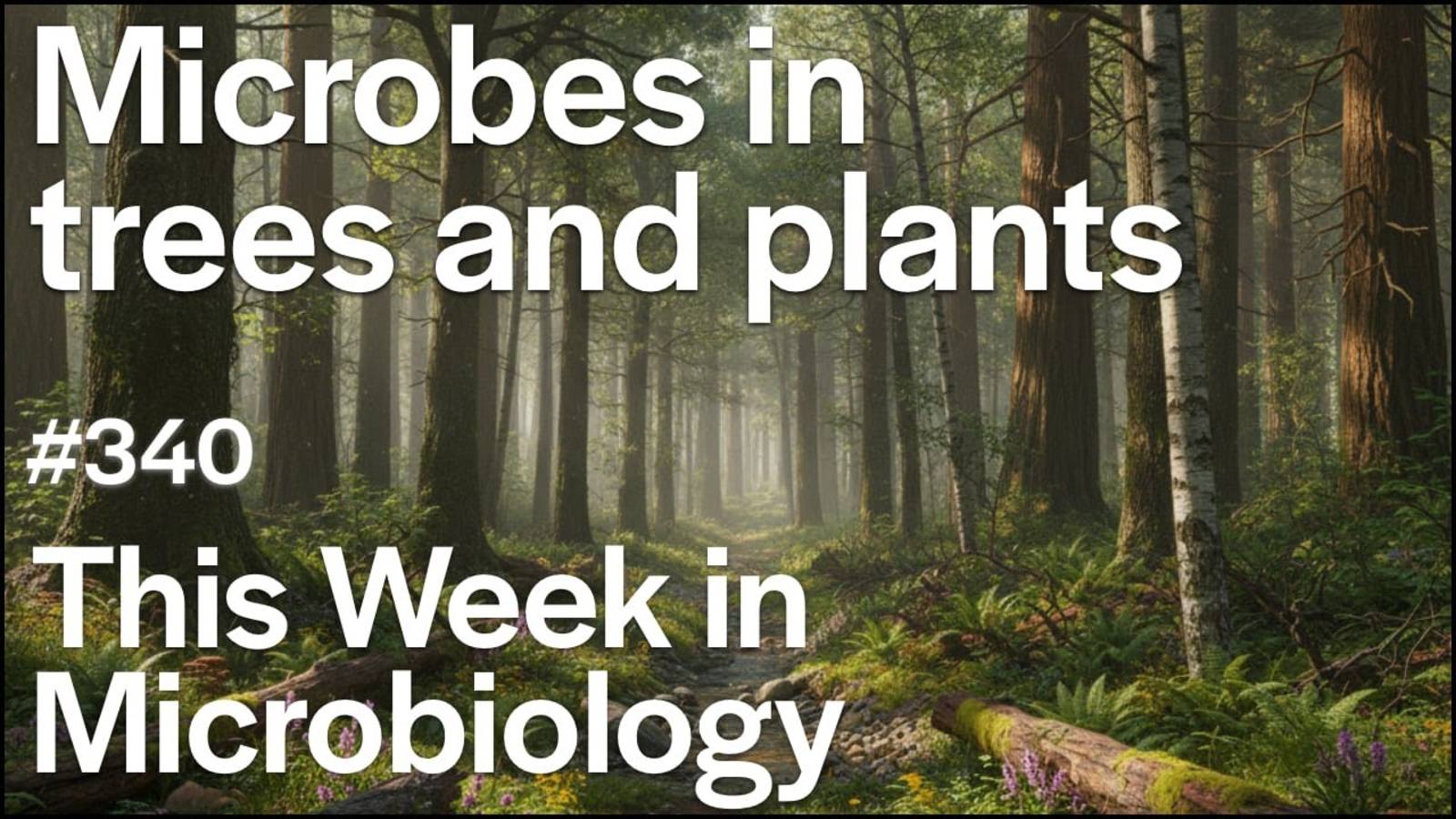 TWiM 340_ Microbes in trees and plants