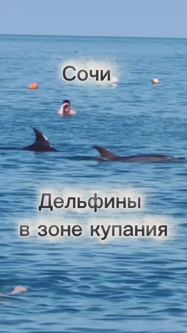Дельфины в зоне купания, Сочи, пляж.