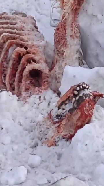 Всё что осталось от Волка.