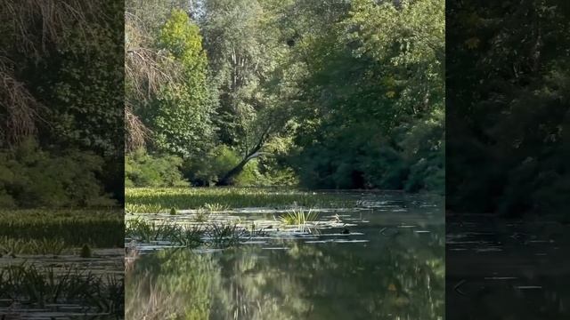 Цапля и очень красивая природа