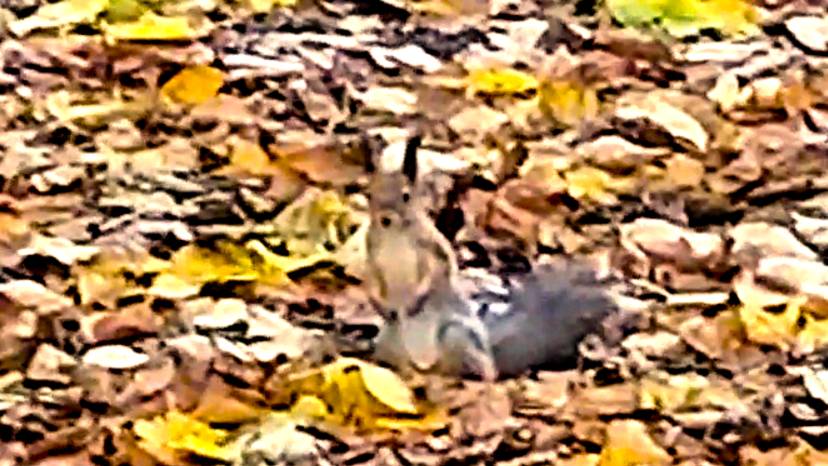 Белочка в парке