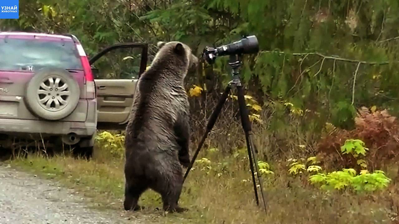 Когда медведи прикалываются😂100% улыбнёшься — проверено!
