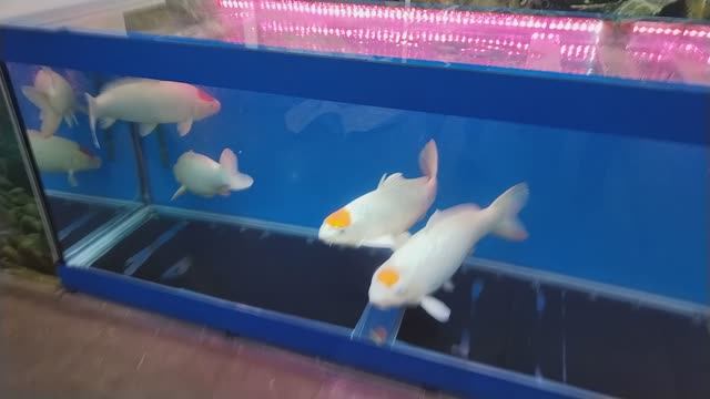 #Аквариумные_Рыбки_на_выставке #промысловая_рыба #рыба_альбинос #рыба_с_шапочкой