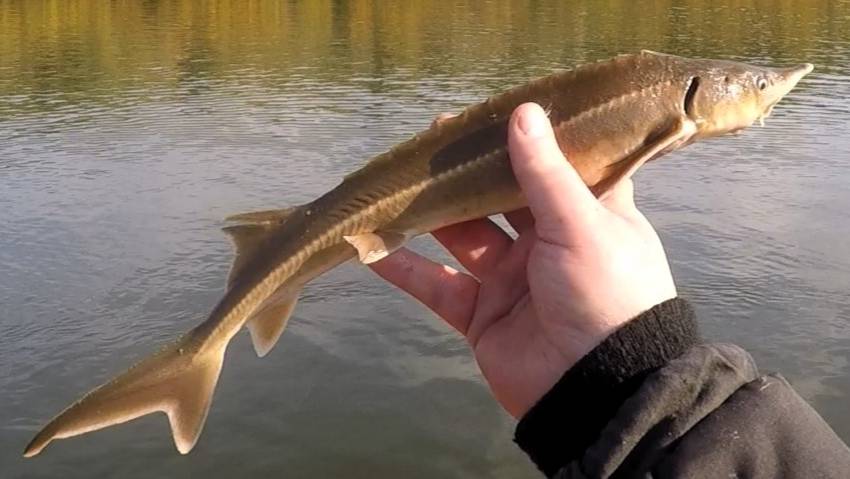 Ого, СТЕРЛЯДКА на спиннинг.