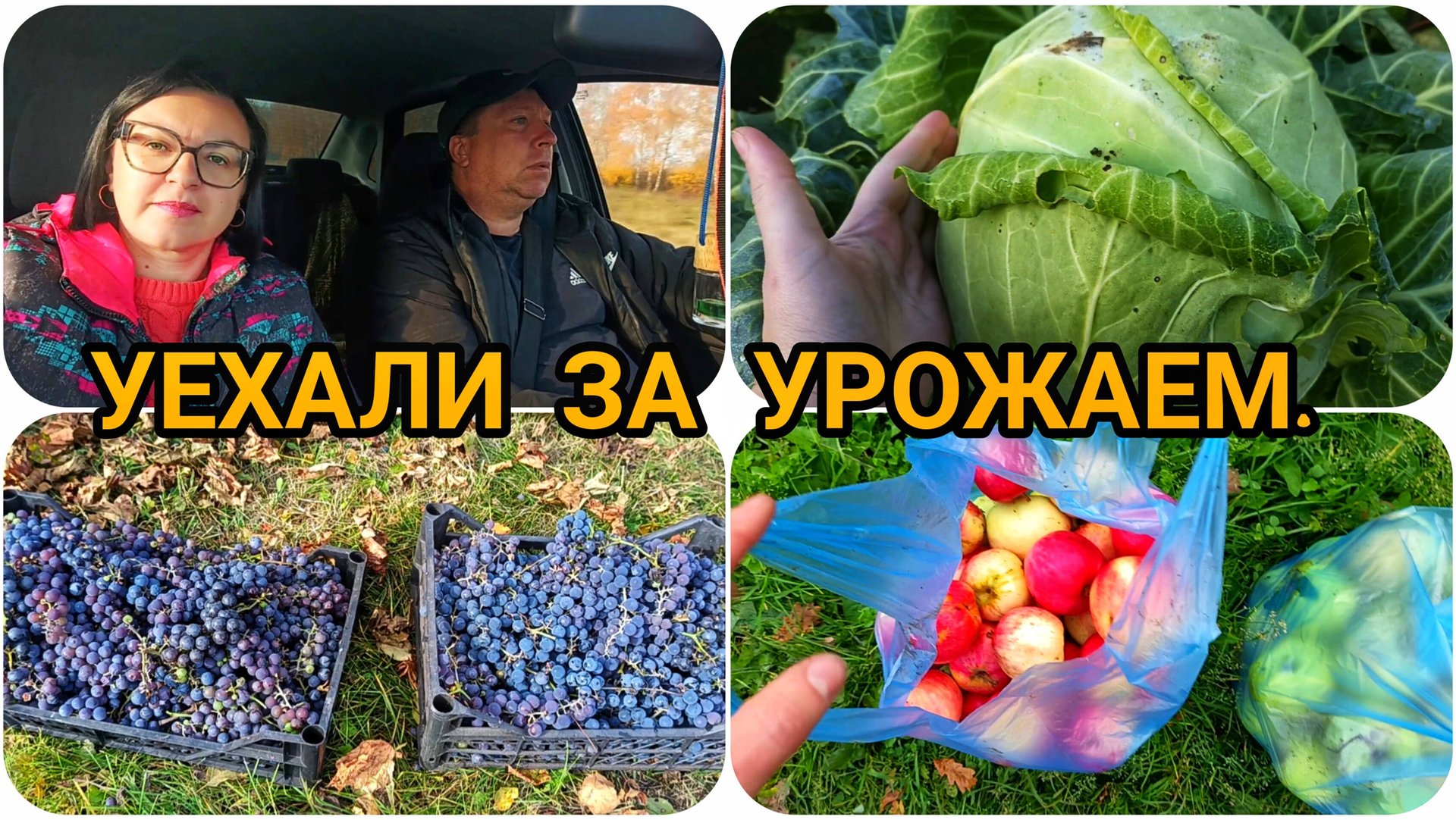 ПОСЛЕДНИЙ УРОЖАЙ 🥬🍎🍇В ЭТОМ СЕЗОНЕ. НАВЕЛИ ПОРЯДОК, МУХТАР СКУЧАЛ 🦮