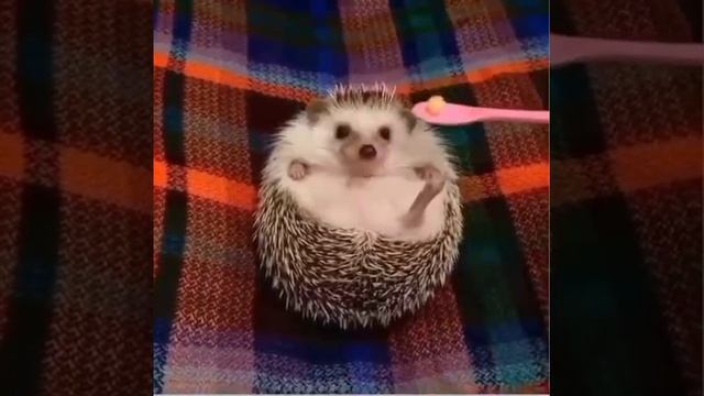 Выражение мордочки ёжика при виде еды.