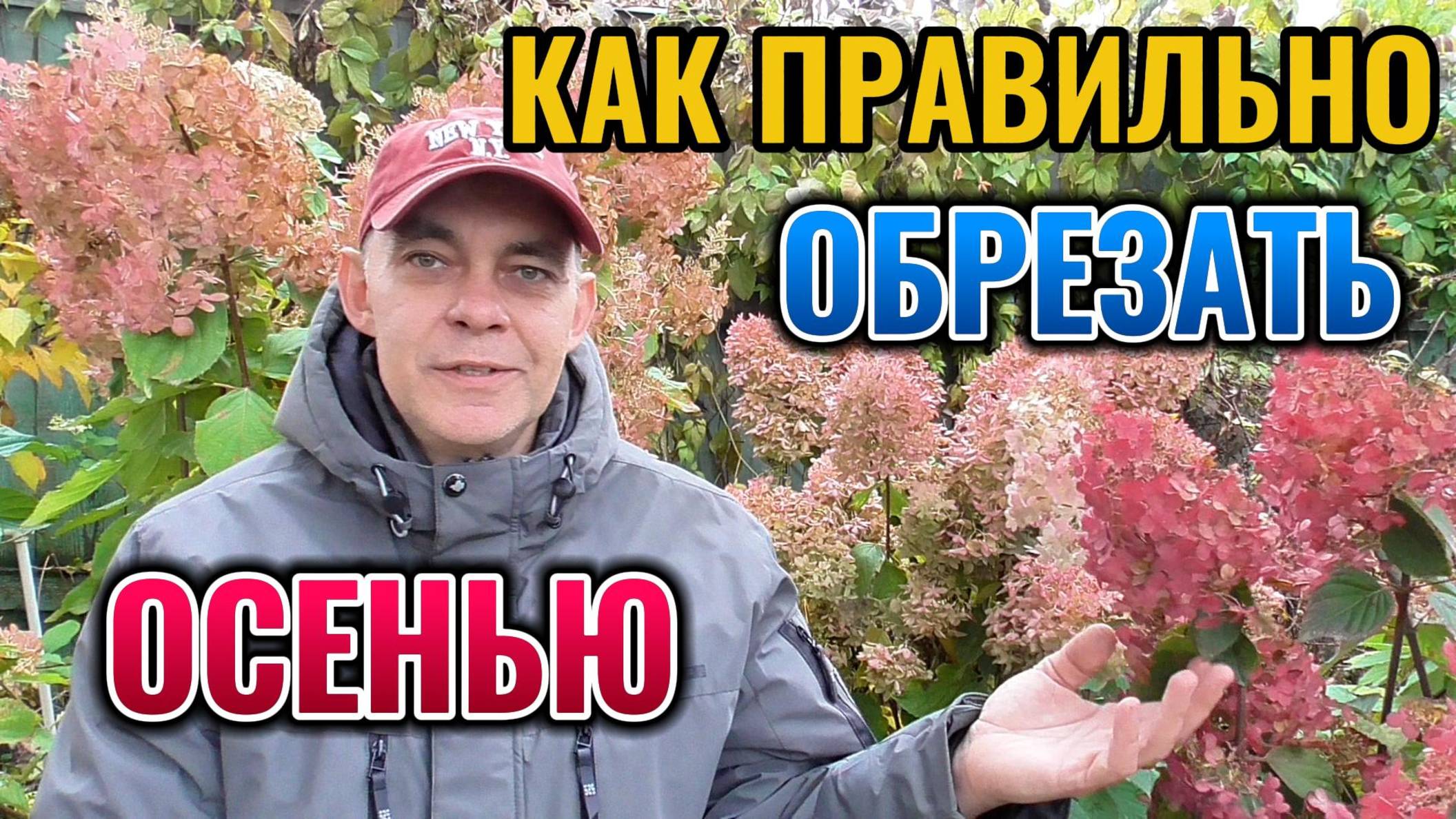 Как обрезать метельчатую гортензию осенью и защитить побеги от весеннего растрескивания коры