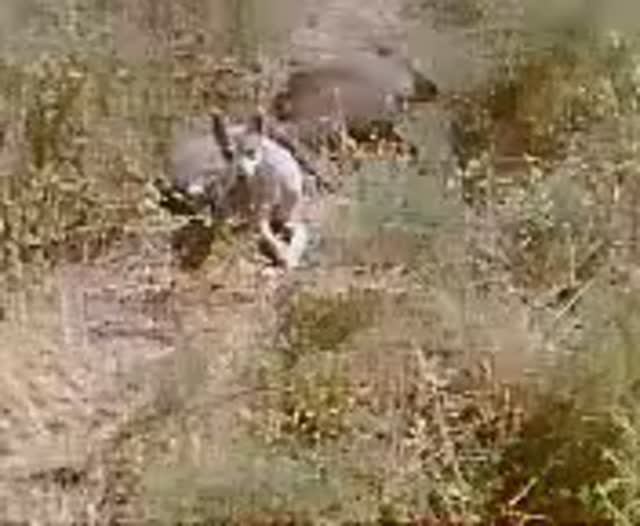 #охотничья_лайка #охота_на_кабана #Туркмения #Каракумы #умные_пёсики