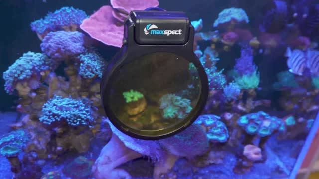 Аквариум Патч Риф в 4К