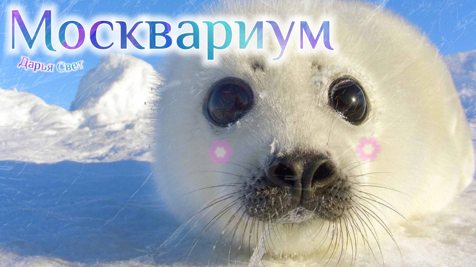 Нерпы. Байкальская нерпа. Мимимишные пухляши. Океанариум. Москвариум. Октябрь 2025