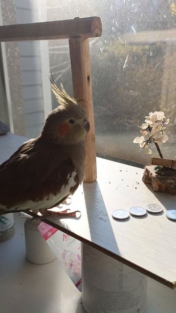 Над златом чахнет 😂