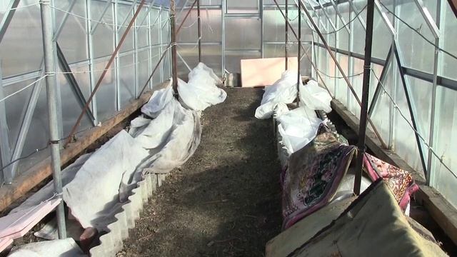 Муромцево 16 и 20 октября 2025г Приготовили виноградные кусты к зиме.