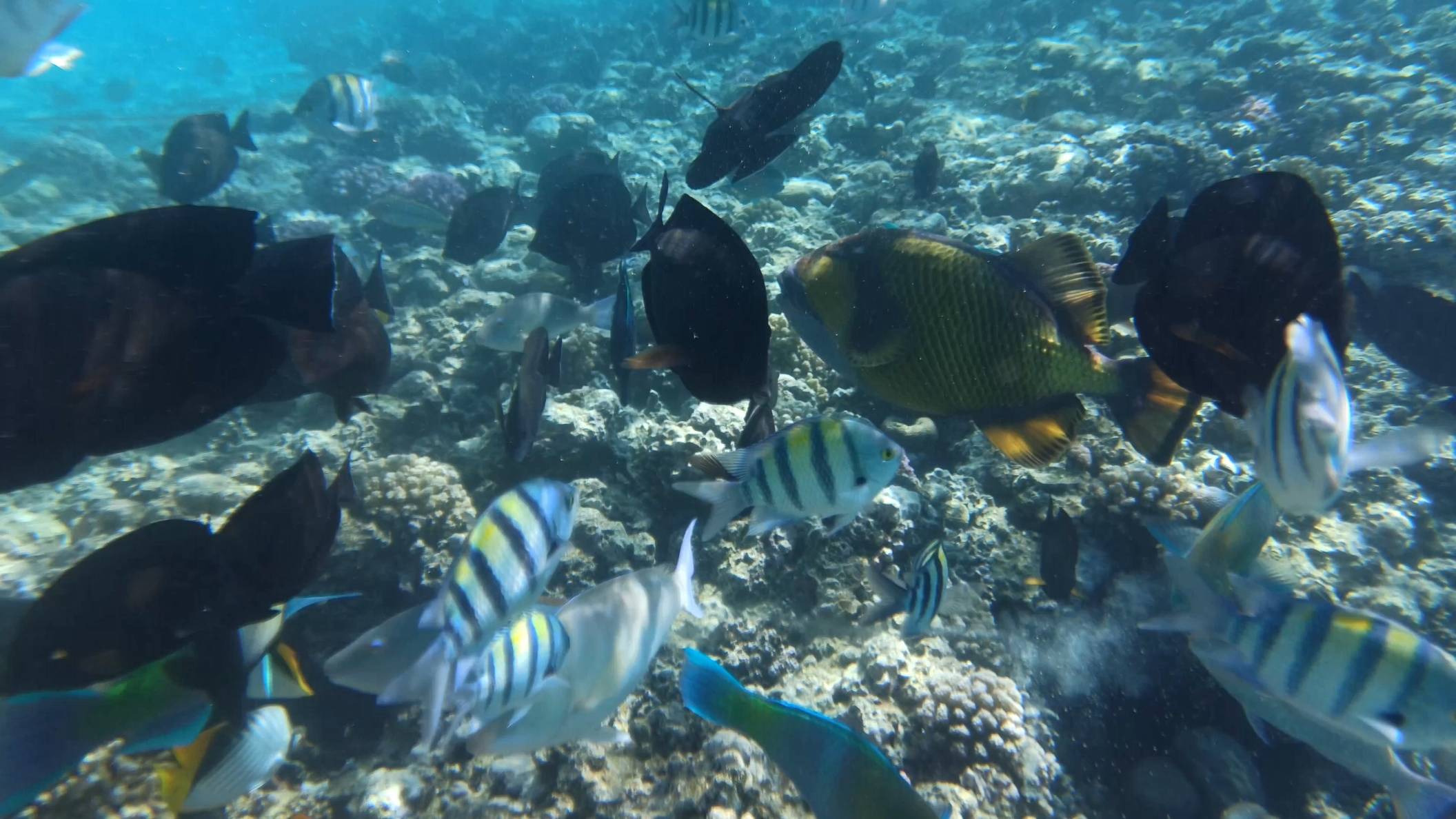 ЕГИПЕТ-2025-ШАРМ. #37 - СКРЫВАЕМСЯ от ВЕТРА на ДИКОМ ПЛЯЖЕ. ПЛАВАЮ ВДОЛЬ КЛАССНОГО КОРАЛЛОВОГО РИФА.