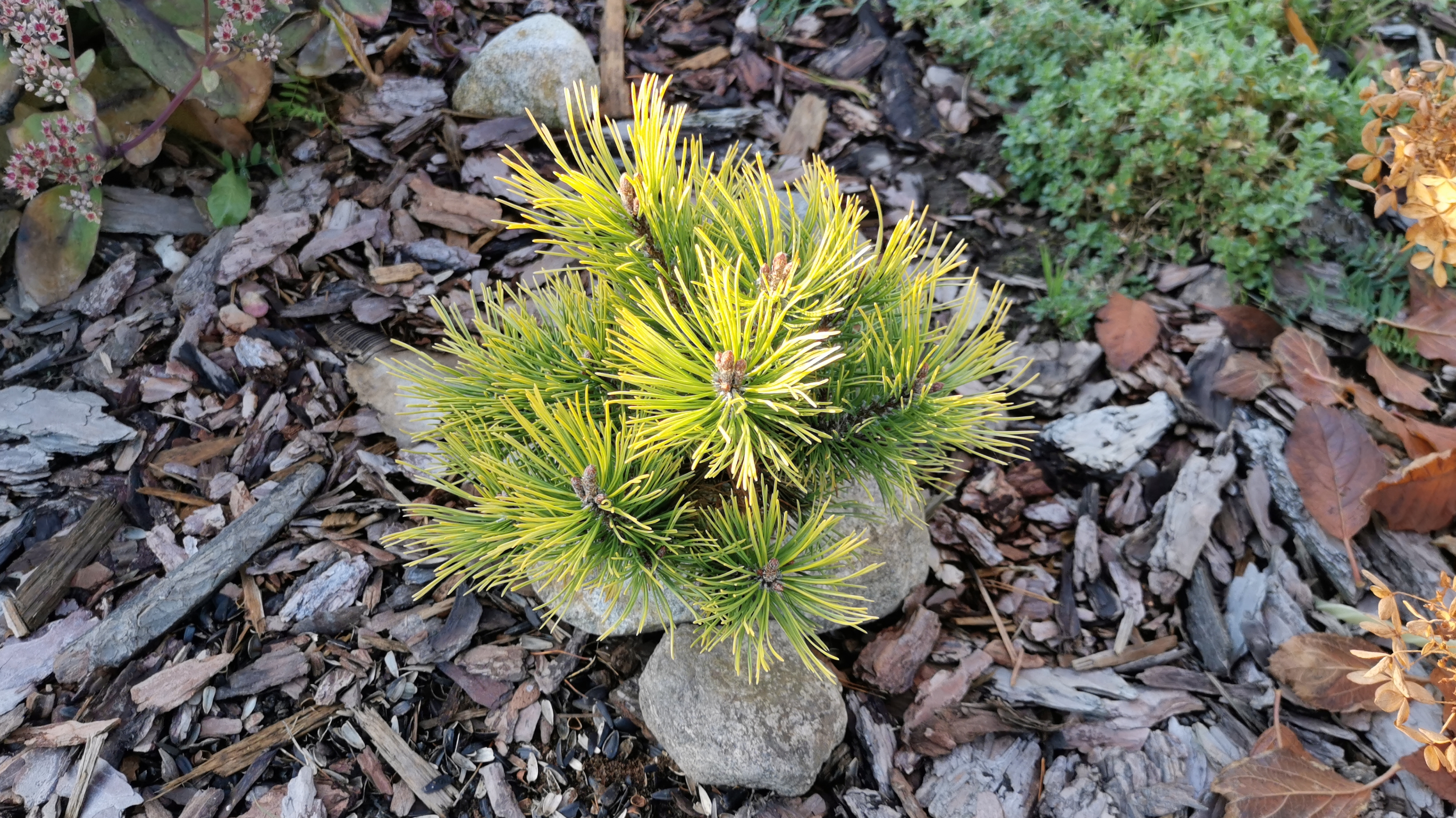 А вы обрезали пионы? Нескончаемые осенние работы, что переходит на весну. 19.10.2025 восток Леноблас