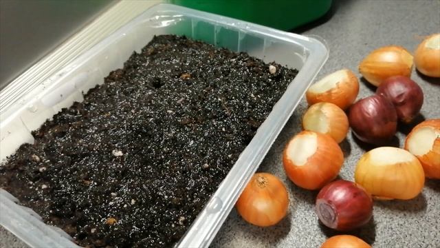 Зимний огород. Посадка лука на зелень