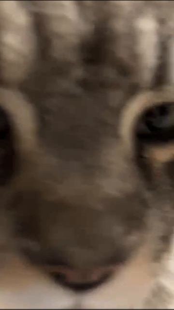 Нюхач