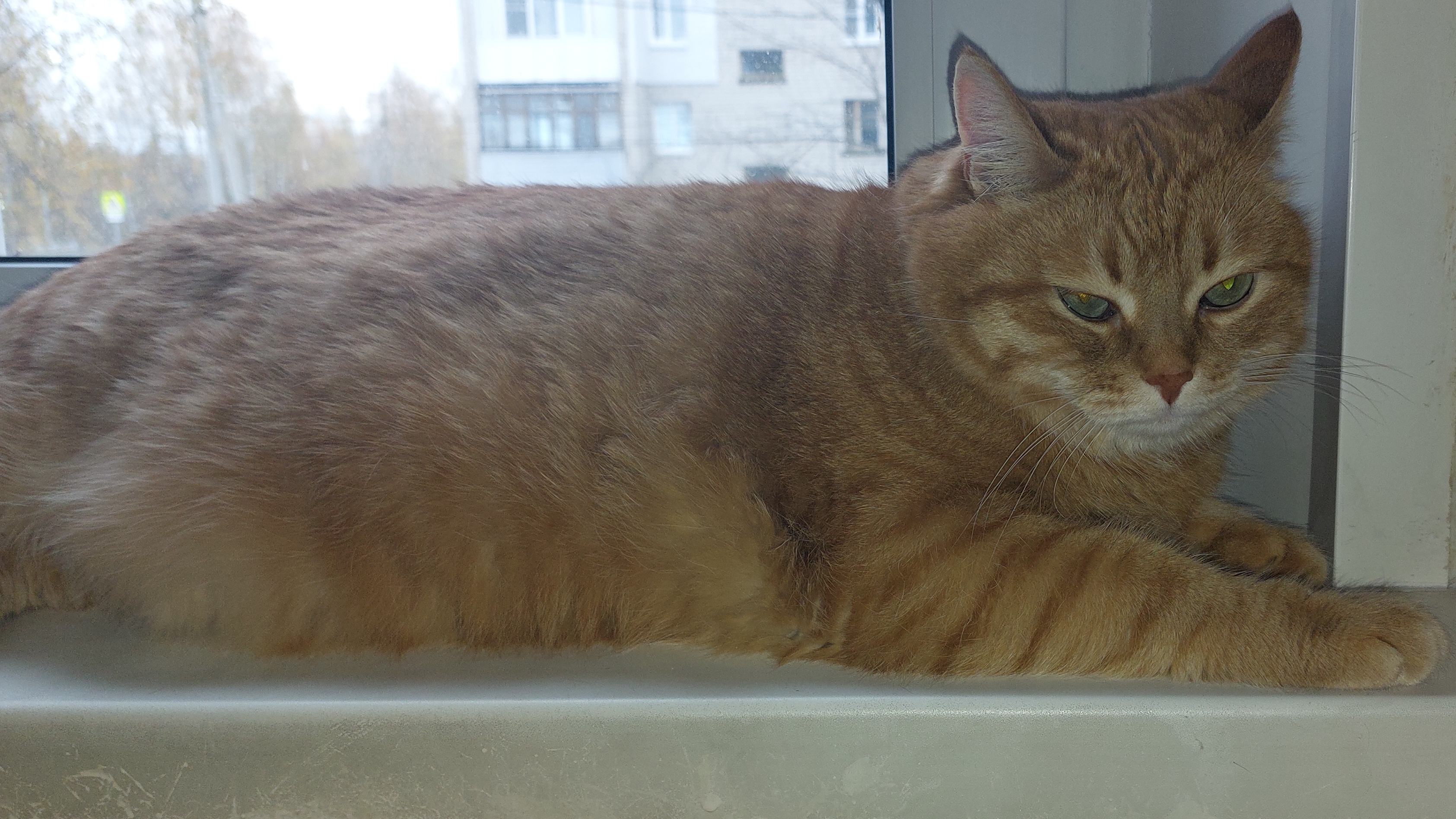 Встреча с Лексусом