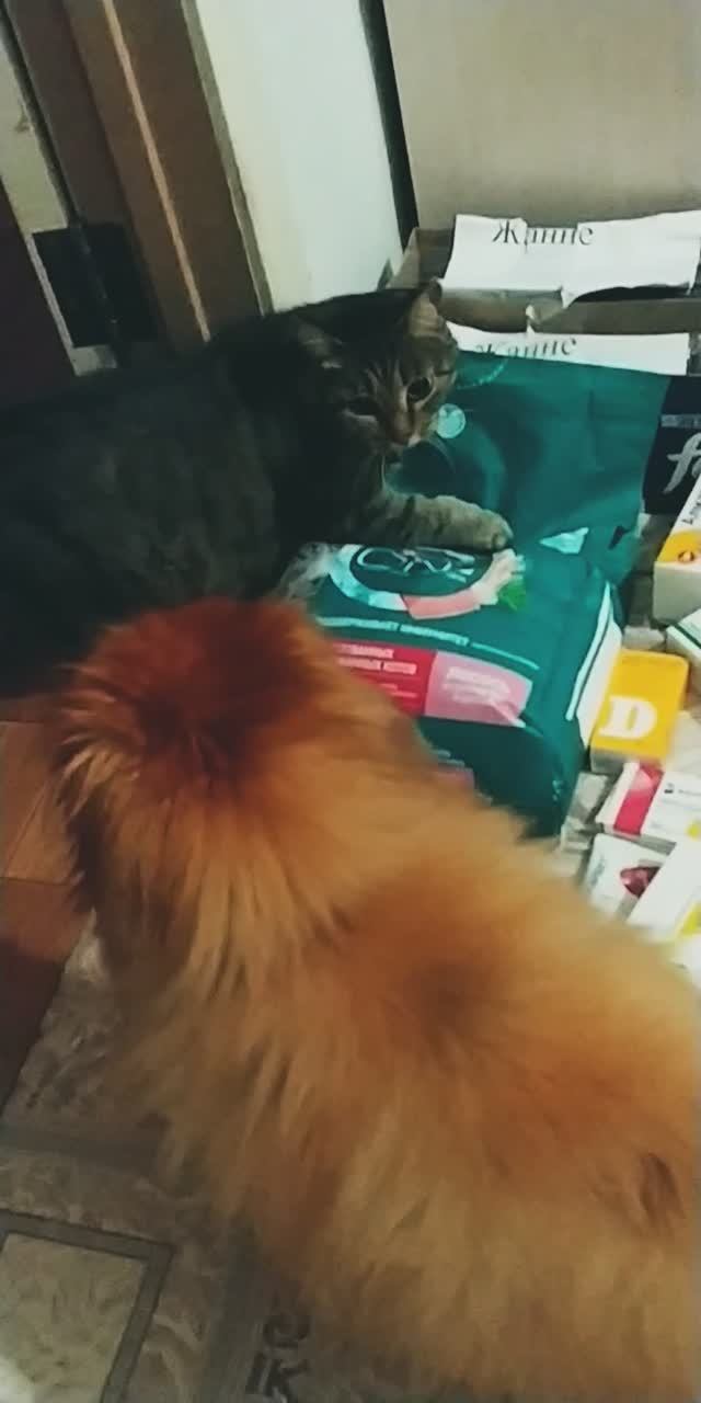 Пекинес Тоша охраняет угощения