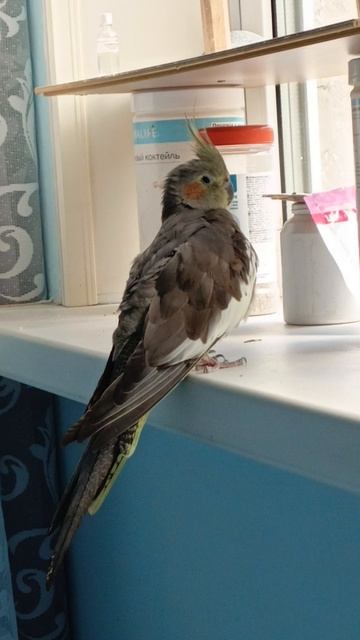 Чика любит печеньки