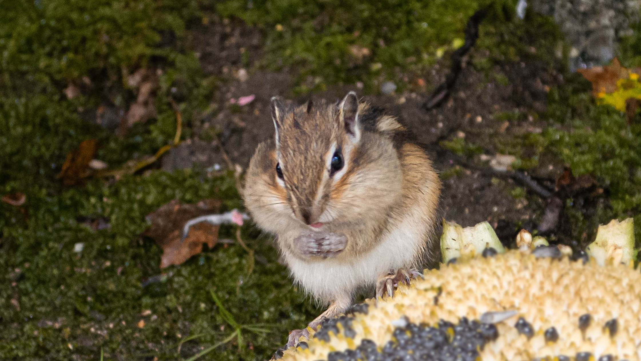 Бурундуки Шорского национального парка!