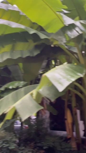 БАНАНЫ В СОЧИ😱 #сочи #хостасегодня #шокконтент #travel #ХостаСочи