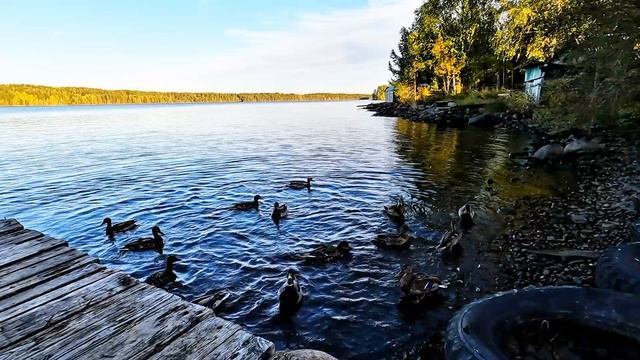 Немного отдохнём от суеты! посидим на берегу,покормим уток
