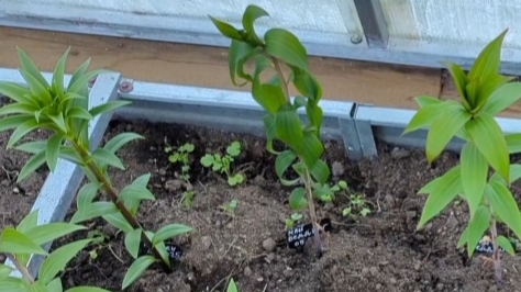 22-10-2025.Дача.Холодно..лилии подмерзли в теплице.(18.10.-19.10.25)