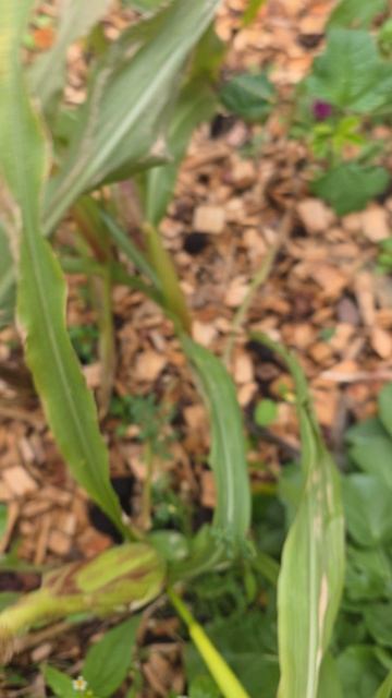 Московская кукуруза на плантациях🤣