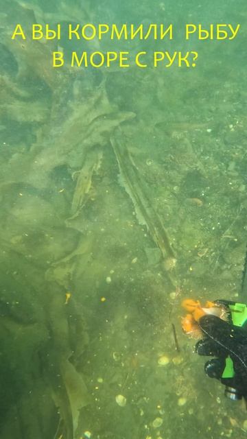 🐟Рыба ест прямо с РУКИ под водой! 🐟#Сахалин #дайвинг #морепродукты #рыбалка #море #путешествия
