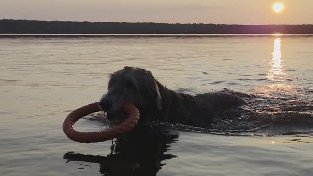 Вспоминая о лете ☀ Ирландский Ром Из Волшебного Леса 🍀
