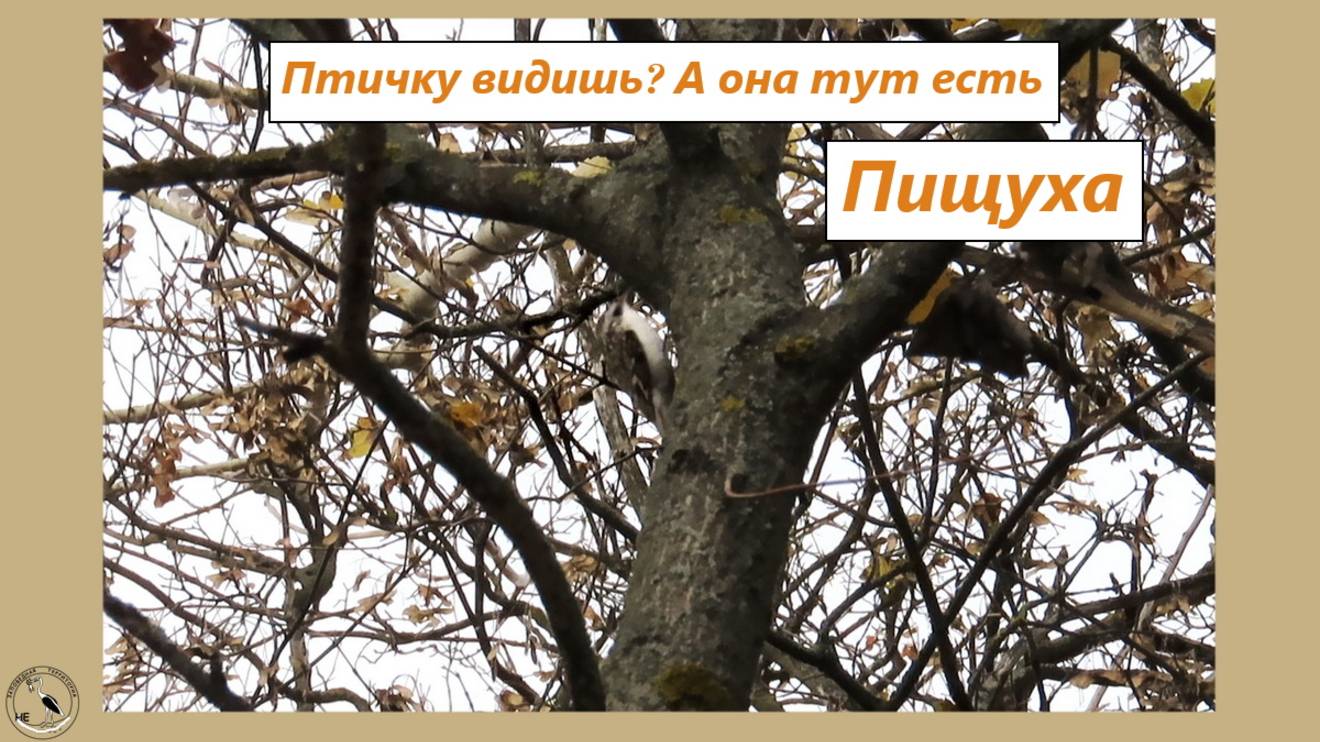 Птичку видишь? А она есть. Пищуха обыкновенная. 20.10.25