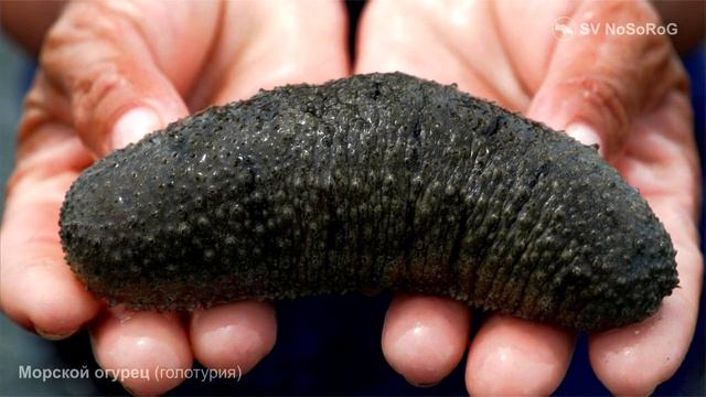 Почему представителей класса Голотурии — Holothuroidea также называют «Морские огурцы» ?