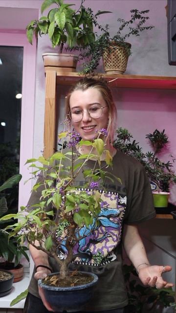 красивоплодник бонсай