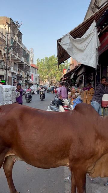Индия страна контрастов