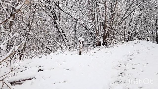 Снег