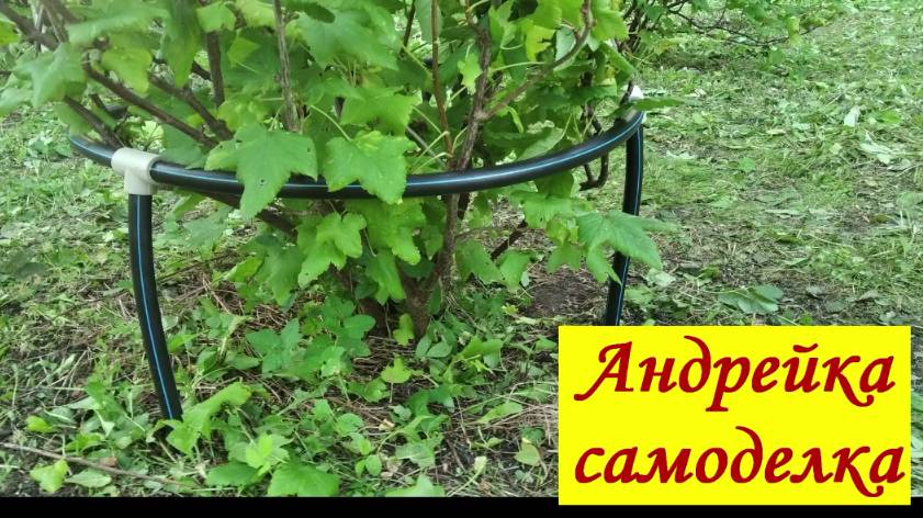 Опора 150 руб. для кустов смородины, крыжовника и цветов своими руками из ПНД